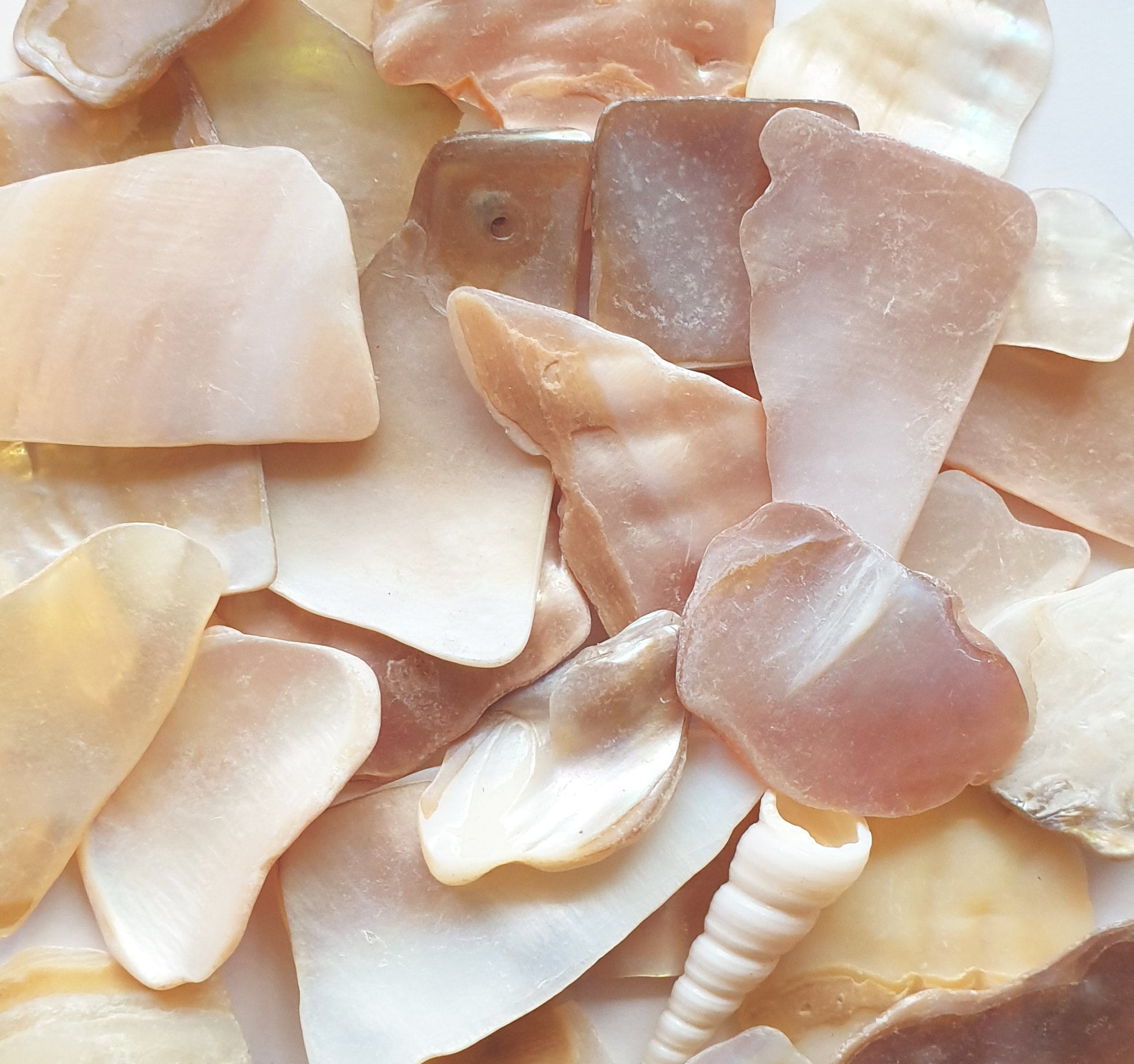 Shell Pieces | Blue Wren Mosaics