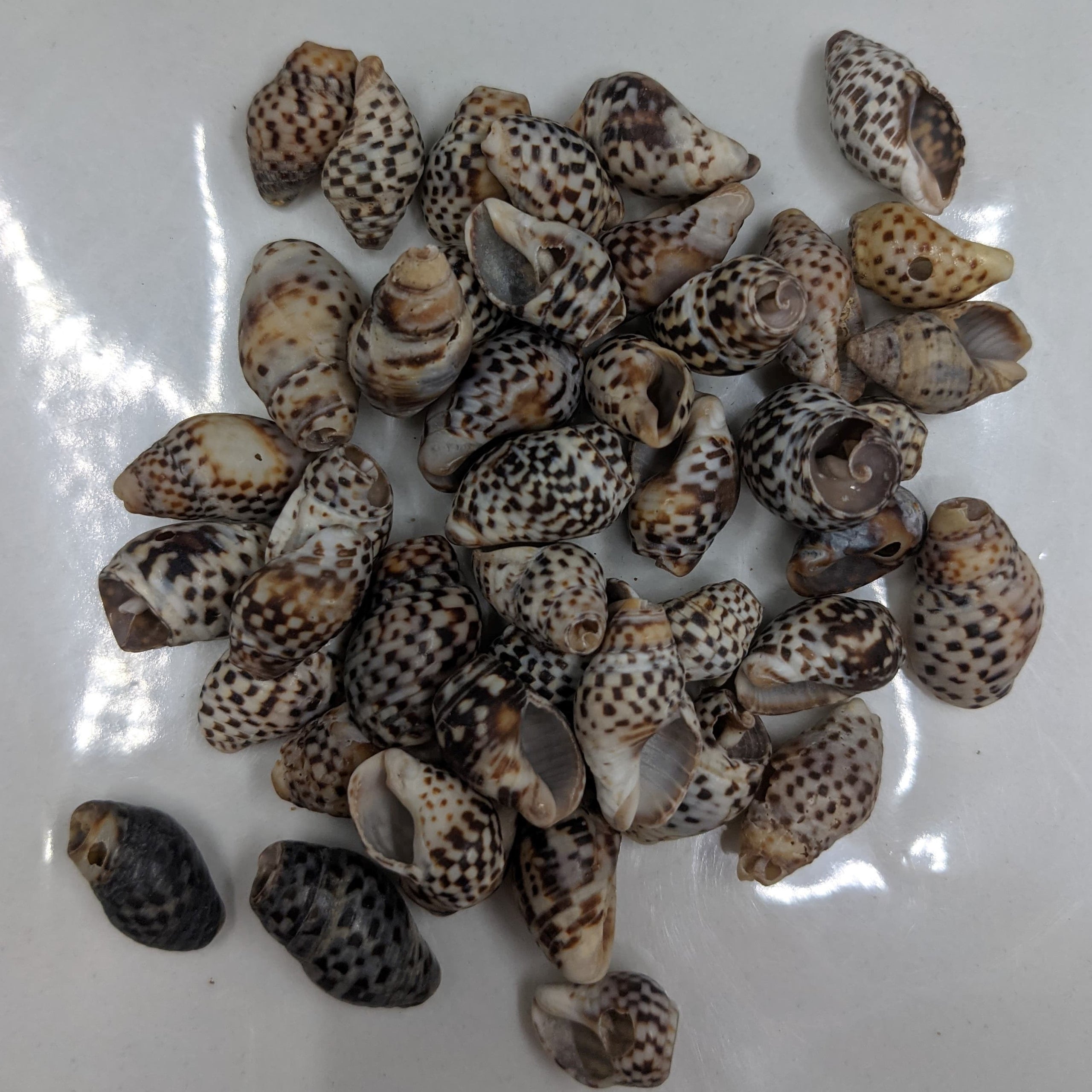 Small-Medium Mixed Shells - 50 grams | Blue Wren Mosaics